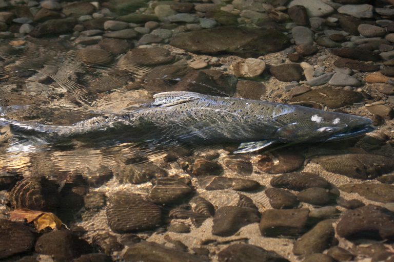 $14.6 million awarded for salmon recovery efforts | Washington ...