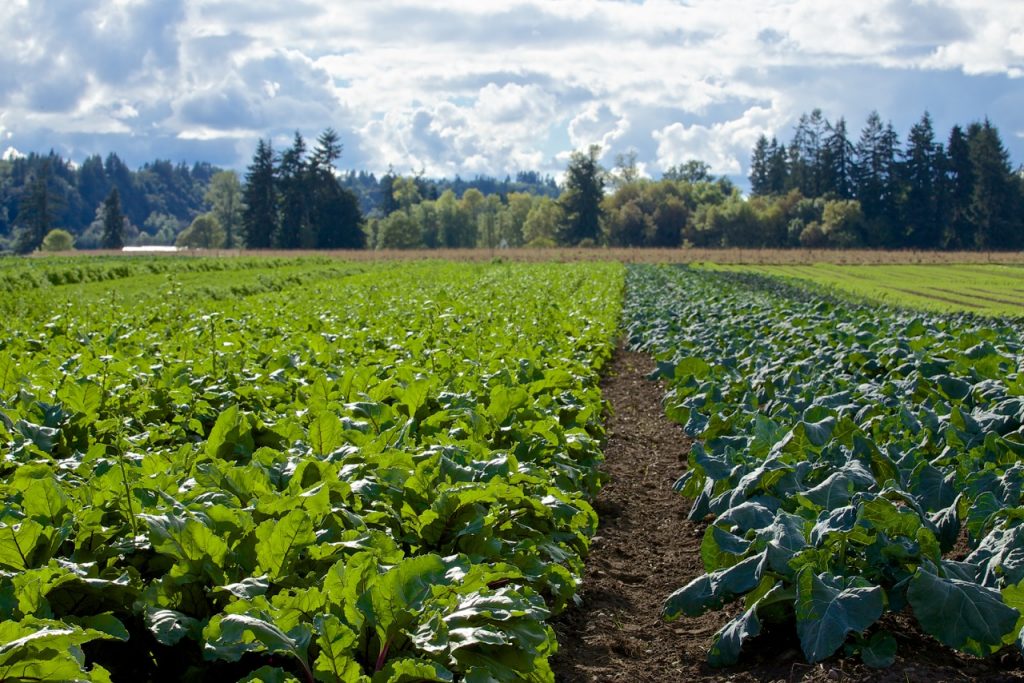 Keeping Farmers on Farmland: pursuing creative strategies to protect ...